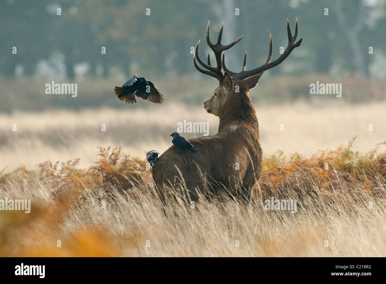 Red deer (Cervus elephus) stag roaring in woodland, Richmond Park ...
