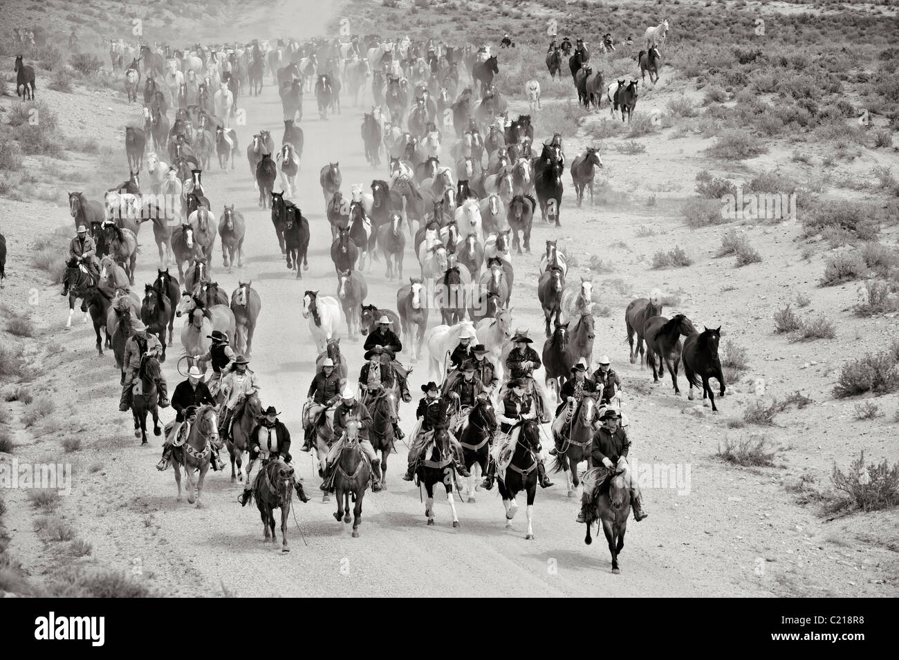 Cowboys Leading Horses During Horse Drive, Colorado Stock Photo - Alamy