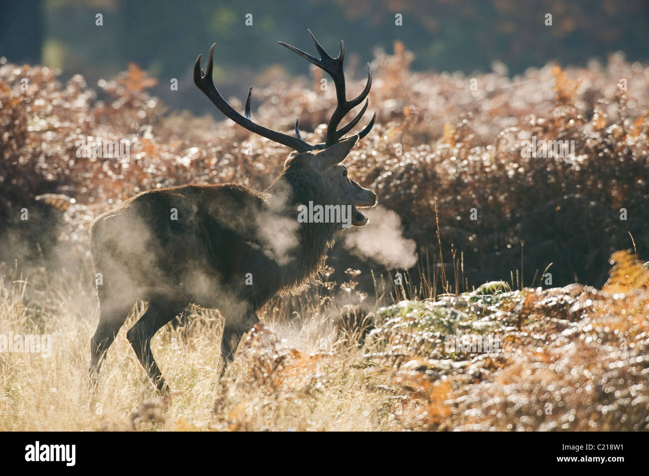 Red deer (Cervus elephus) stag roaring in woodland, Richmond Park ...