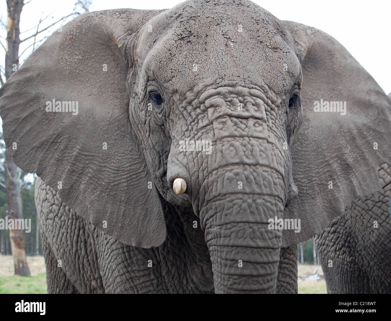 close up of head of male elephant Stock Photo - Alamy