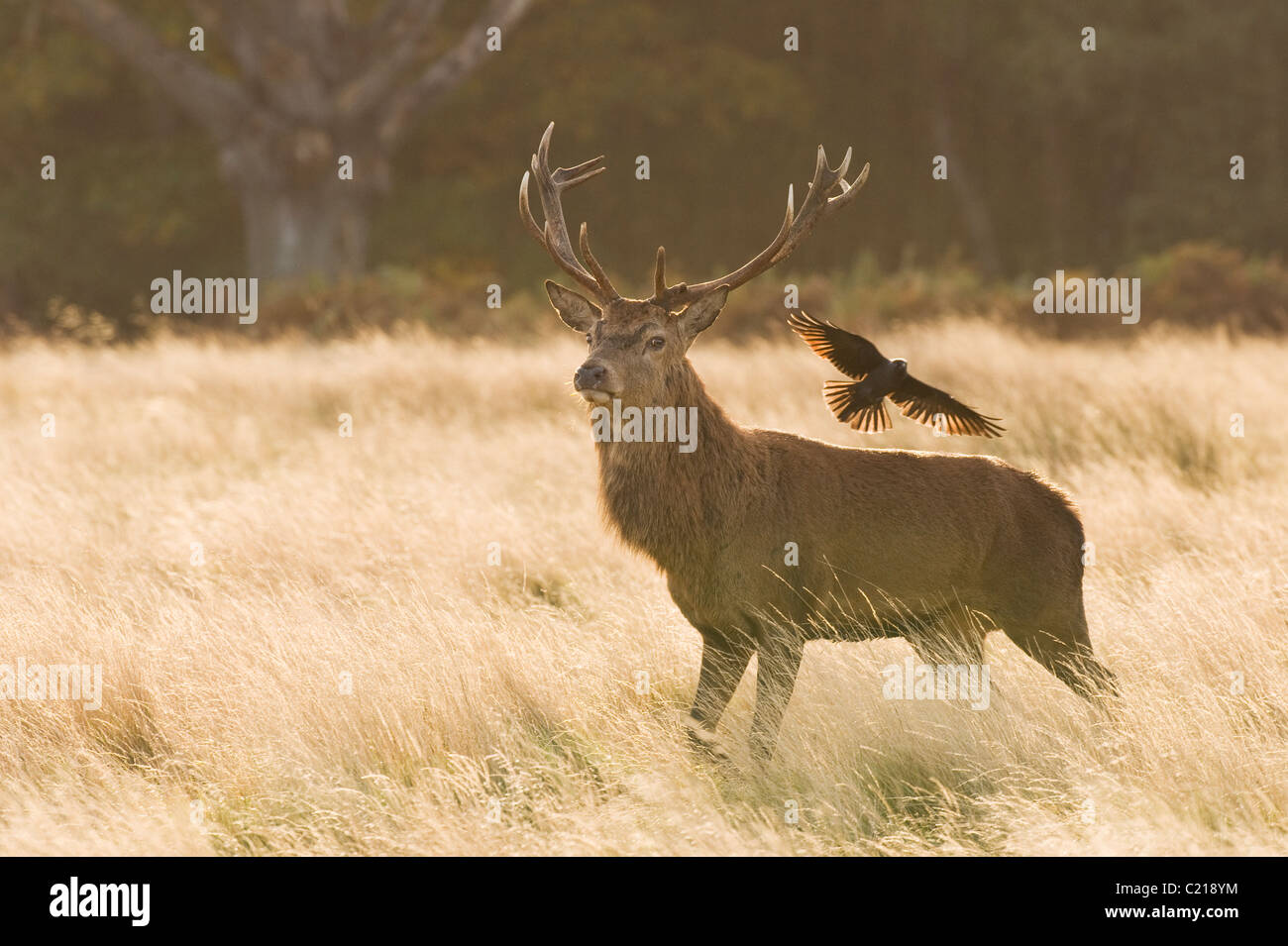 Royal forest deer medieval hi-res stock photography and images - Alamy
