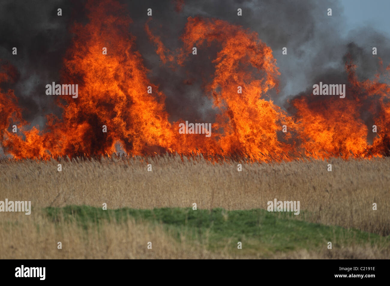 Burning bird hi-res stock photography and images - Alamy