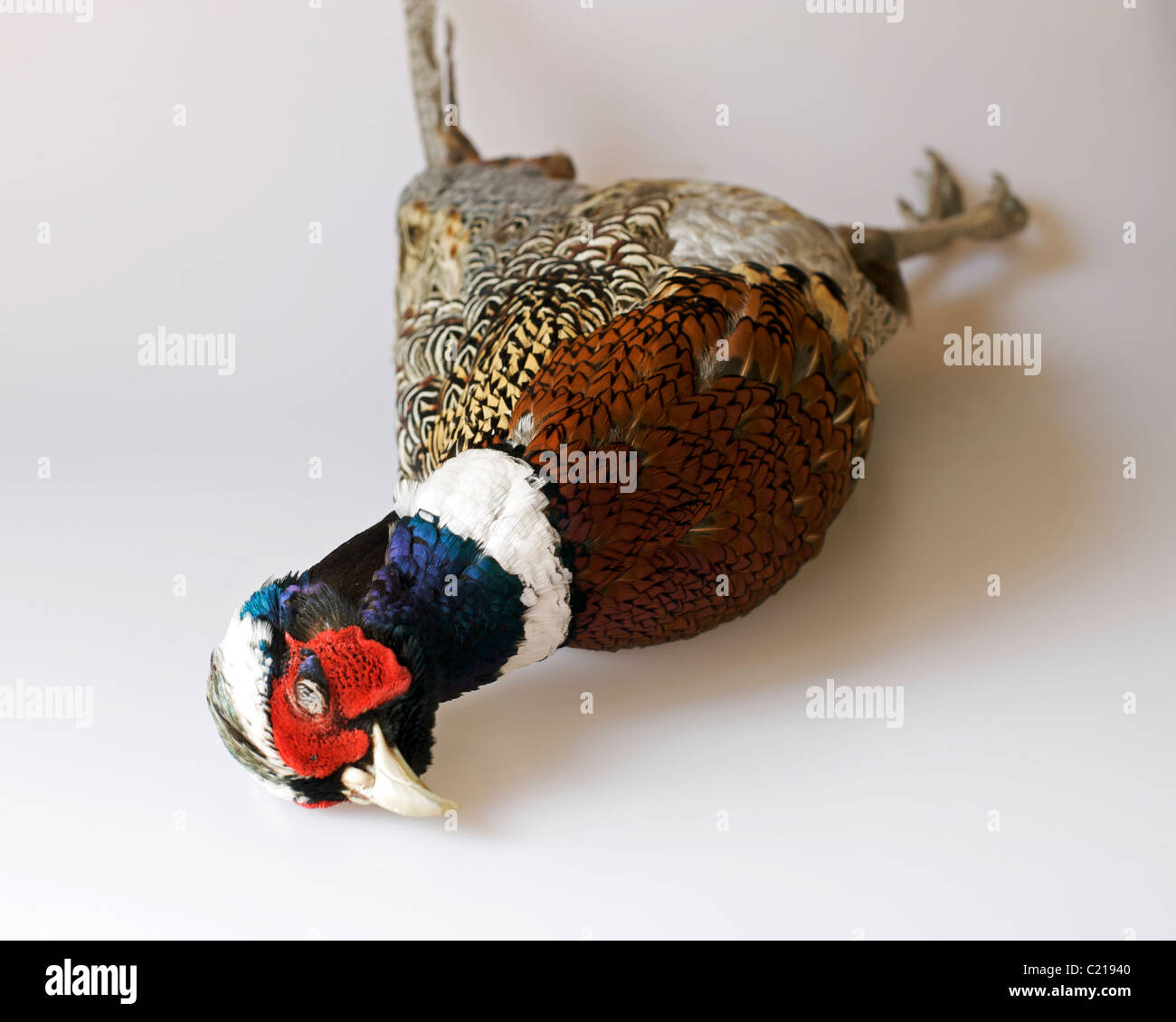 dead common pheasant Stock Photo - Alamy
