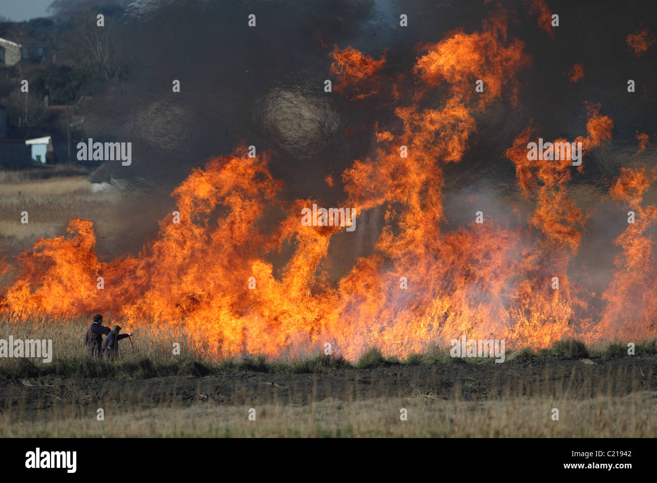 Burning Bird High Resolution Stock Photography and Images - Alamy