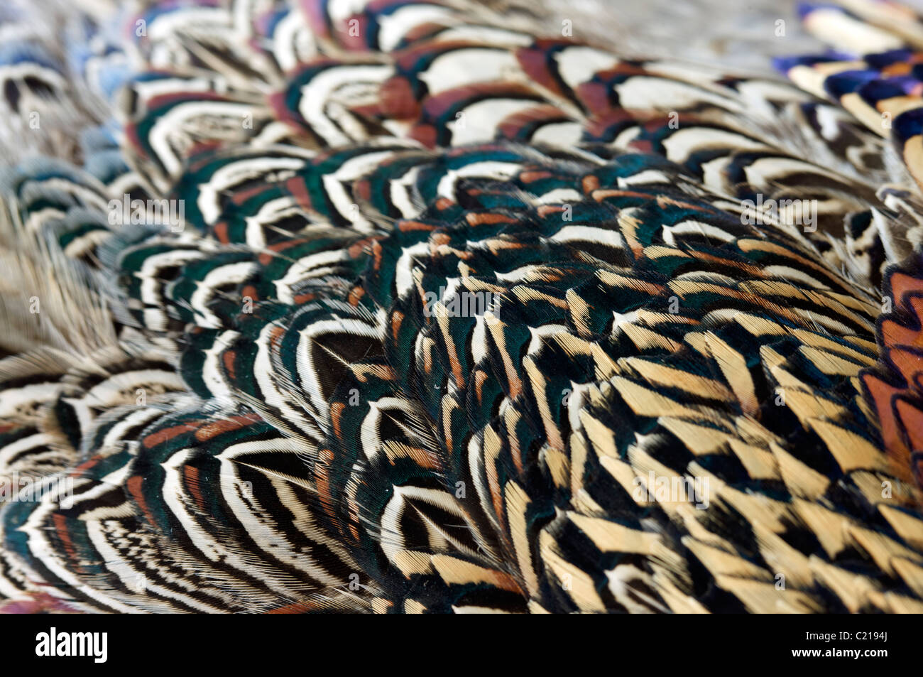 Insulation of feathers hi-res stock photography and images - Alamy
