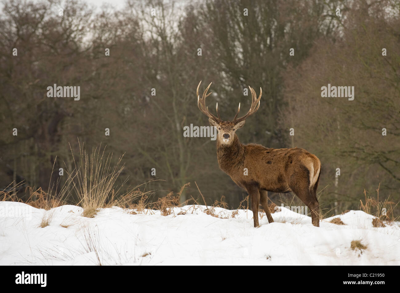 Red deer (Cervus elephus) stag in snow, Richmond Park, London, UK Stock ...