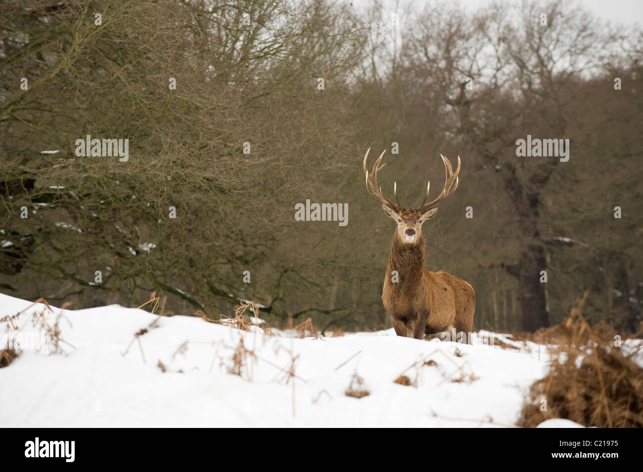 Stag in snow hi-res stock photography and images - Alamy