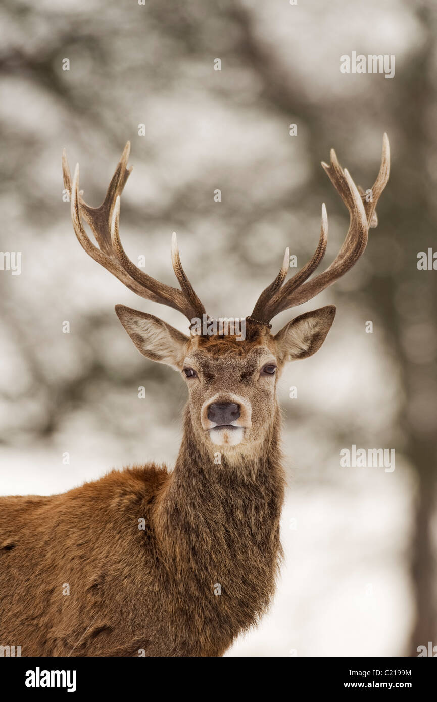 British stag winter hi-res stock photography and images - Alamy