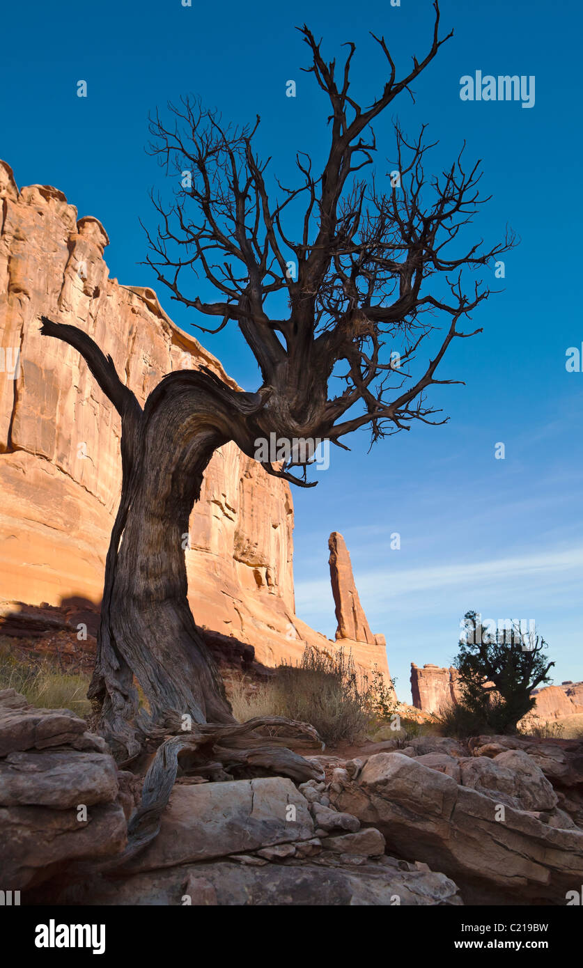 An old dead Juniper tree along "Broadway" in Arches National Park, Utah ...