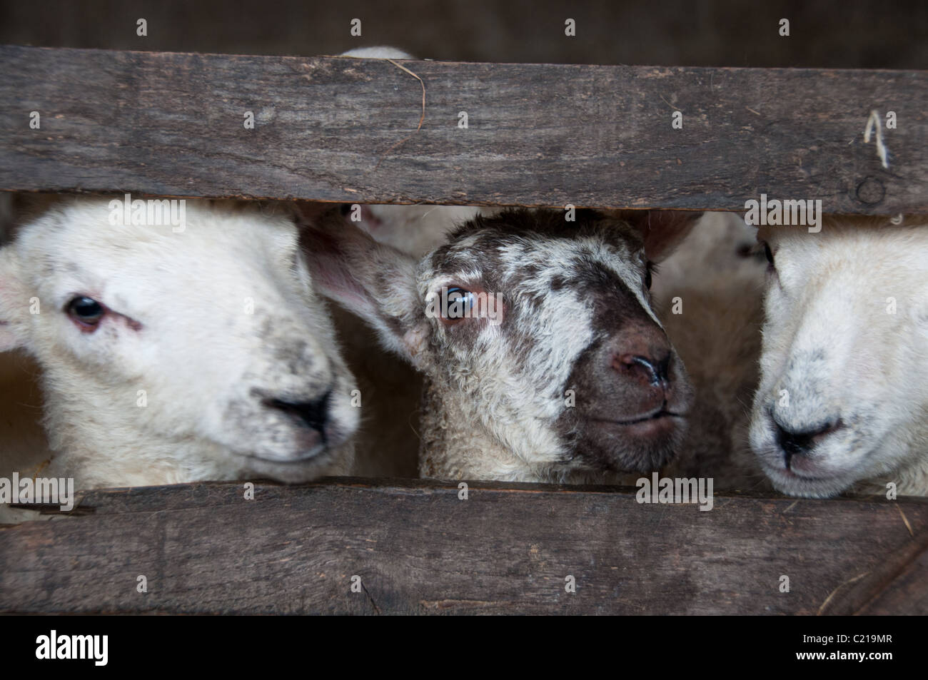 Lambing pen hi-res stock photography and images - Alamy