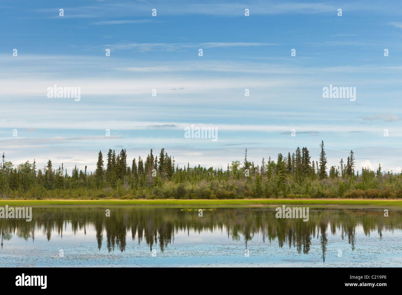 Spruce forest reflected in pond along the Taylor Highway in Interior ...