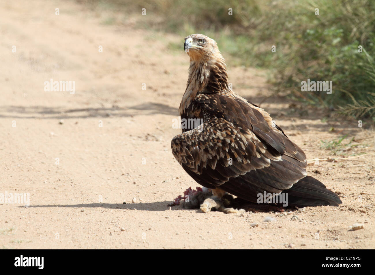 Tawny eagle shielding prey by dropping wings (mantling Stock Photo - Alamy