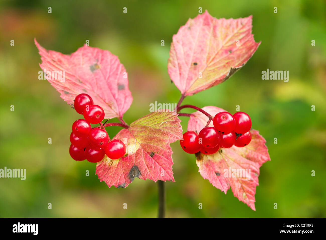 Closeup of fruit of High-Bush Cranberry in late summer in Chugach State ...