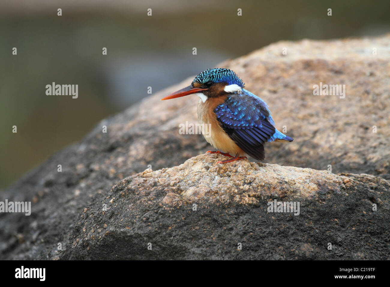 Malachite kingfisher on a rock Stock Photo - Alamy