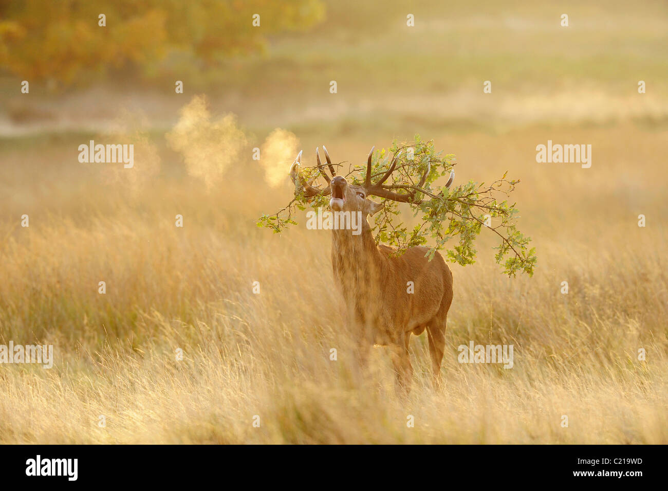 Red deer (Cervus elephus) stag, Richmond Park, London, UK Stock Photo ...