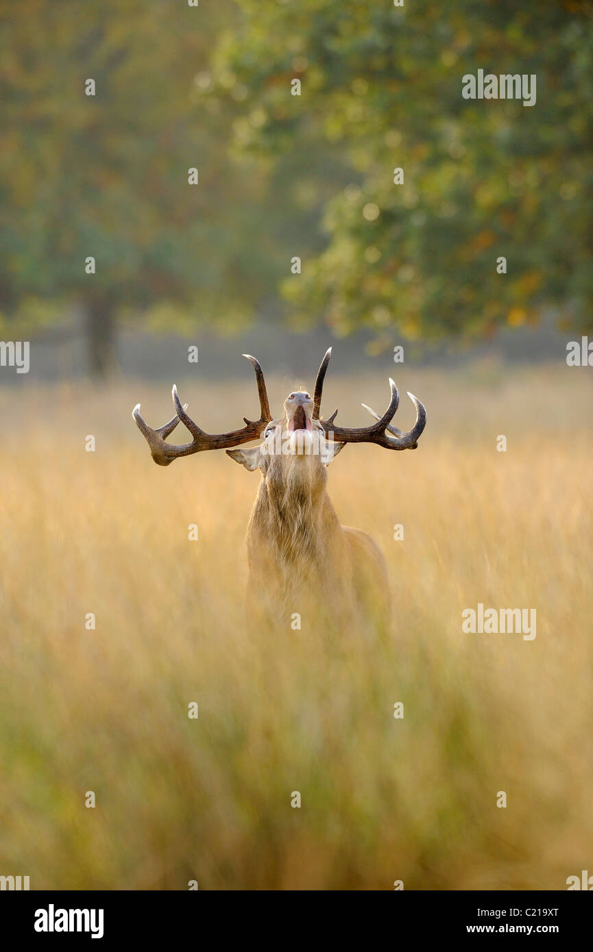 Royal forest deer medieval hi-res stock photography and images - Alamy