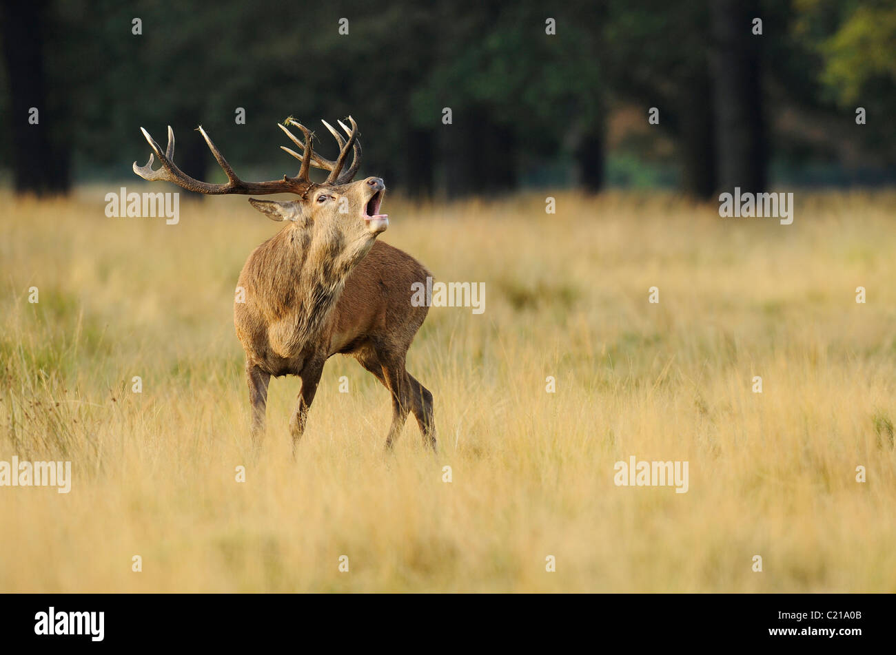 Red deer (Cervus elephus) stag, Richmond Park, London, UK Stock Photo ...
