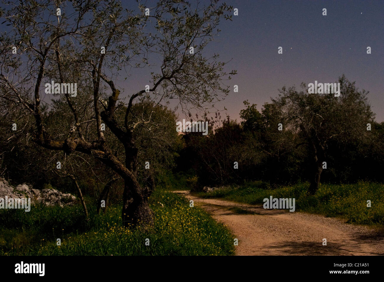 Olive grove at night Stock Photo - Alamy