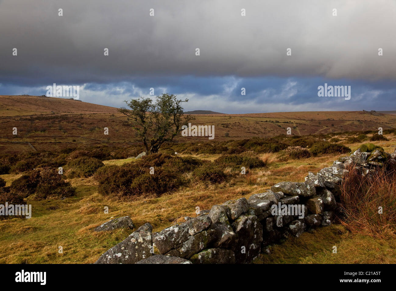 A tree, stone wall and low cloud. Dartmoor. Next to Crazywell Pool ...