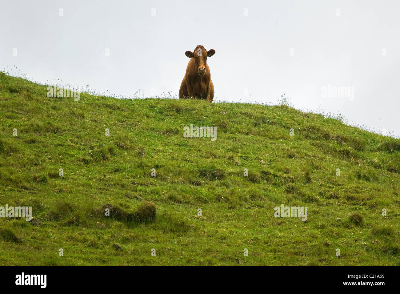 Cow on a hill New Zealand Stock Photo - Alamy