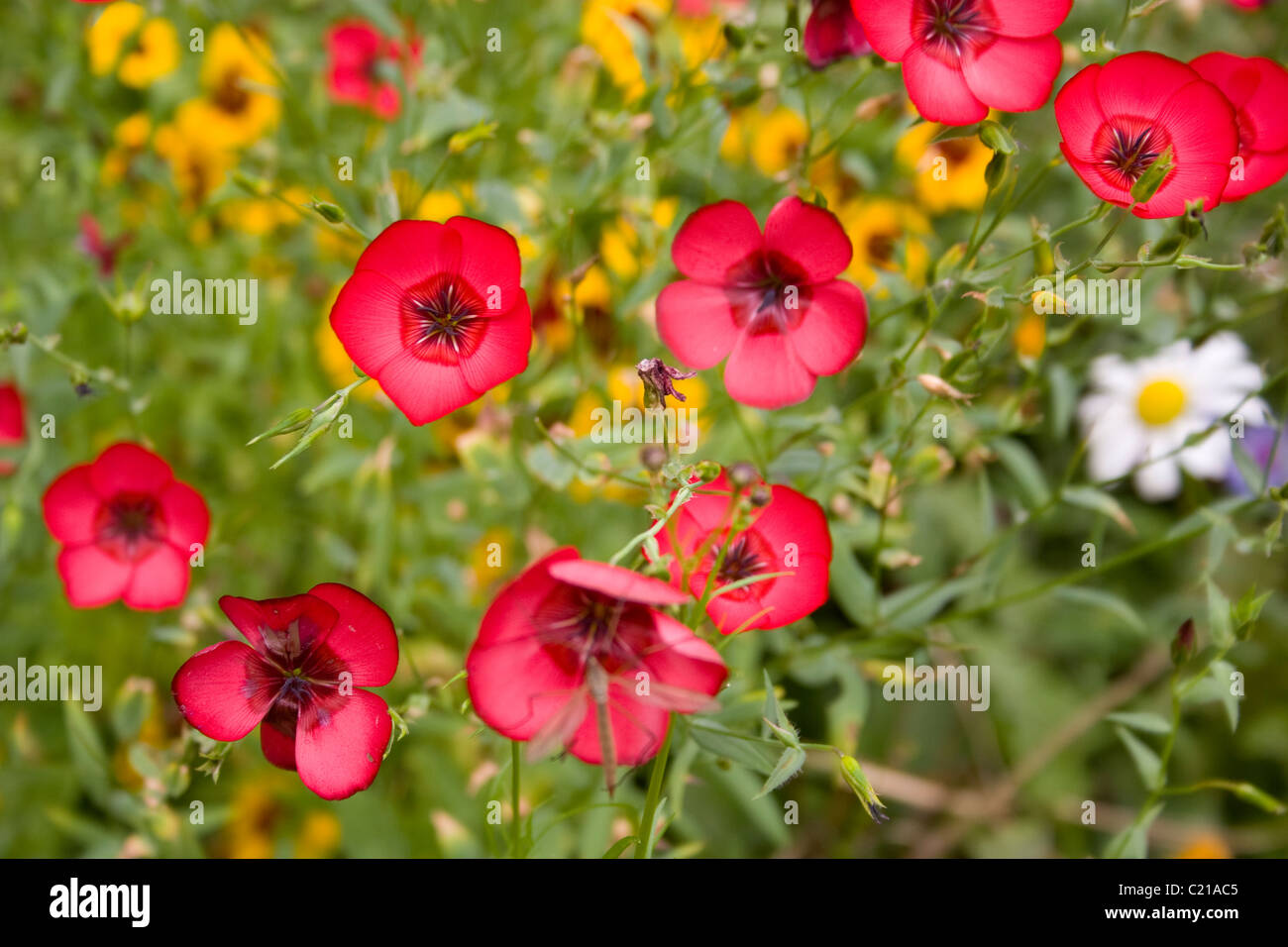 England flora hi-res stock photography and images - Alamy