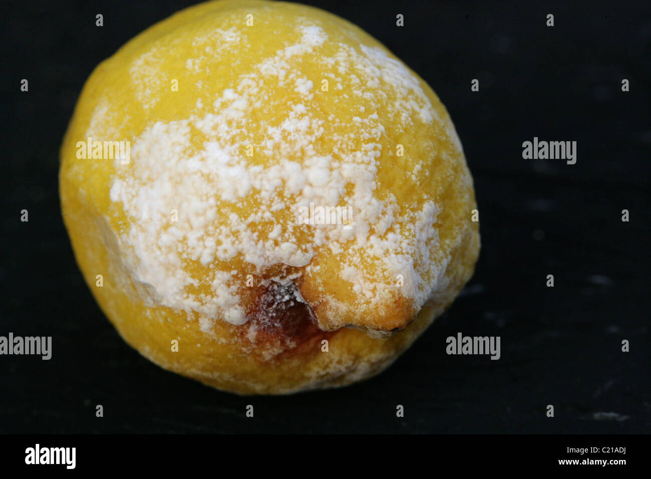 Lemon Citrus Fruit with Mould, Penicillium digitatum, Trichocomaceae ...