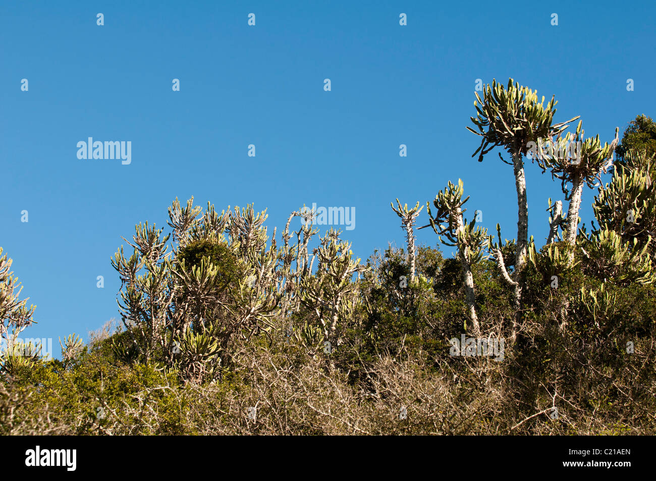 Kariega Game Reserve, South Africa Stock Photo - Alamy