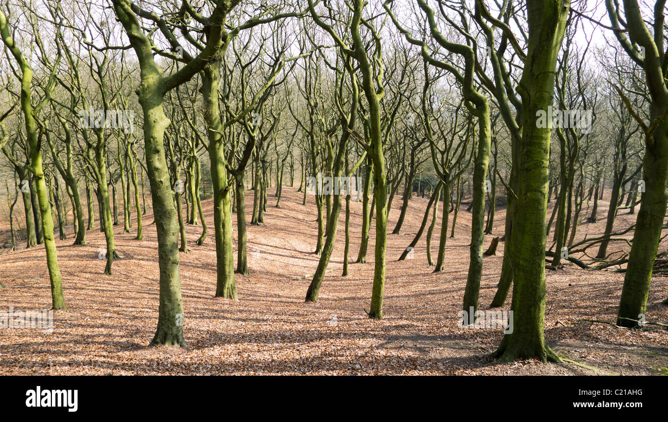 Beech woodland in spring at Tandle Hill Country Park Stock Photo - Alamy
