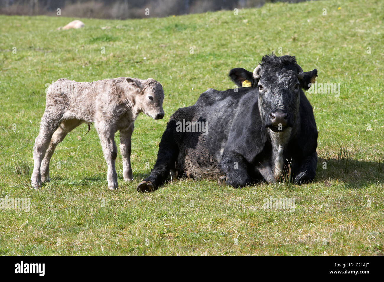 cow and newborn calf in a field in ireland Stock Photo - Alamy