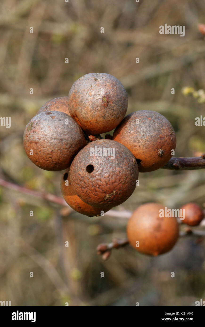 Oak Marble Galls, Caused by the Parthenogenetic Gall Wasp, Andricus ...