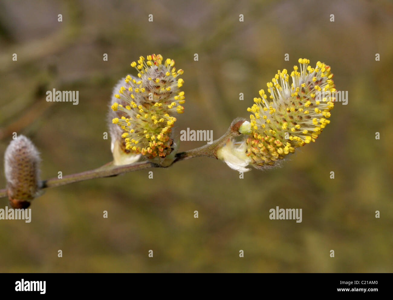 Male flower catkin of purple willow salix purpurea hi-res stock ...