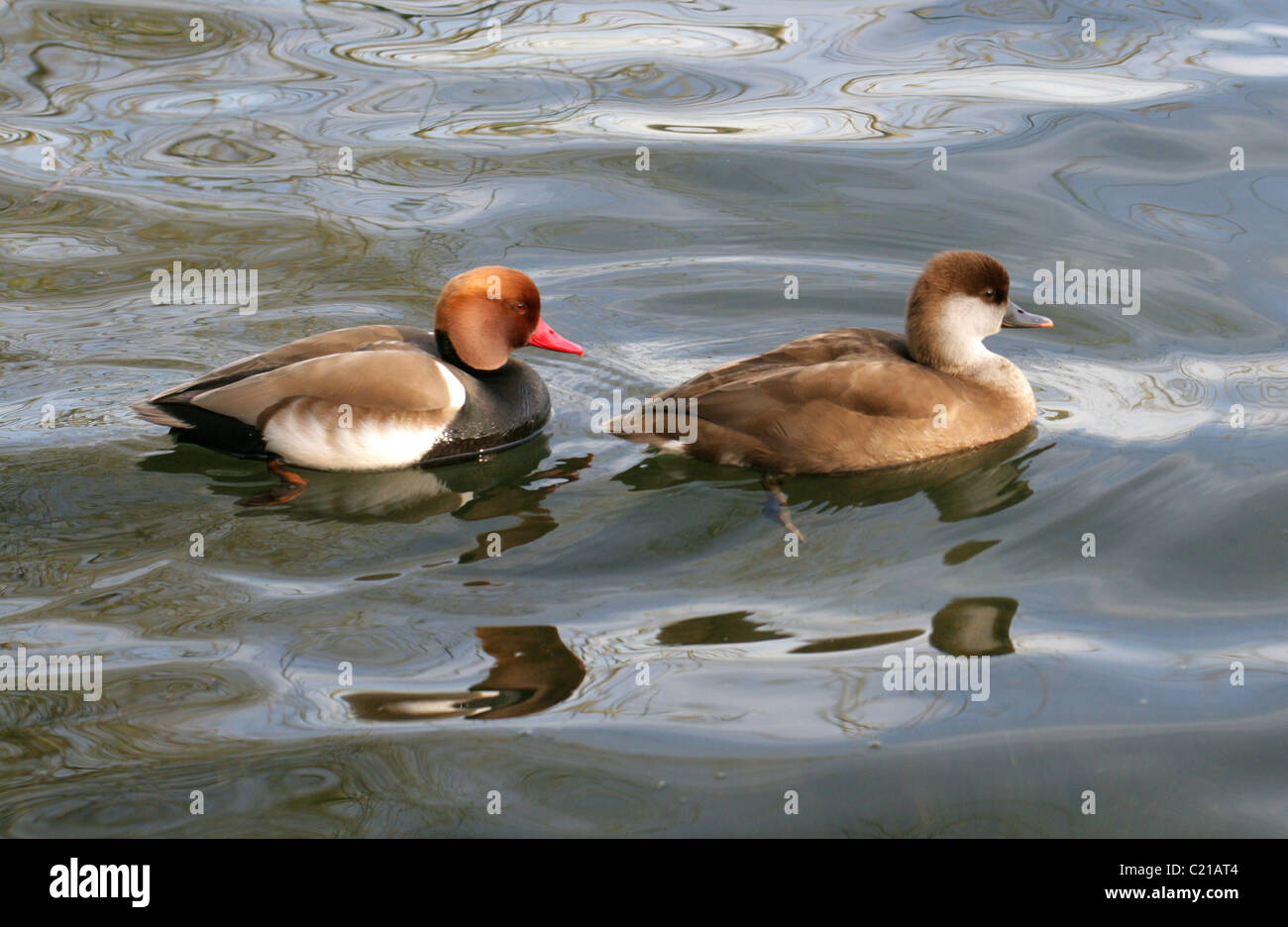 Red Crested Pochard, Netta rufina, Anatidae. Male and Female Pair Stock ...