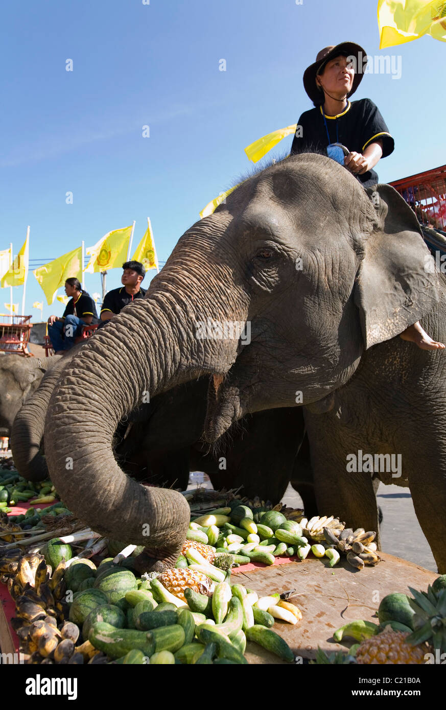 Elephants feed on fruit and vegetables at the Elephant Feast during the ...