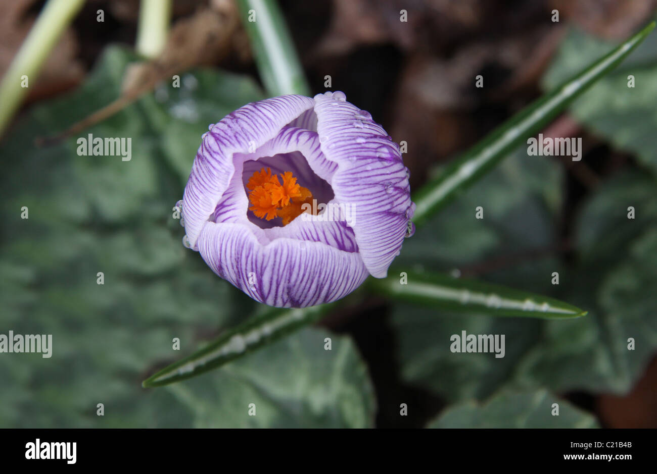 Crocus in bloom hi-res stock photography and images - Alamy