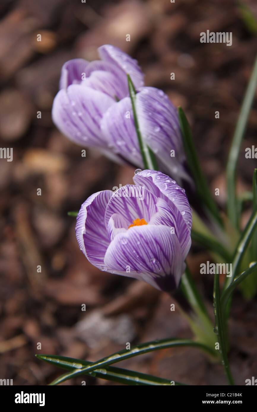 Crocus in bloom in a North Carolina garden Stock Photo - Alamy