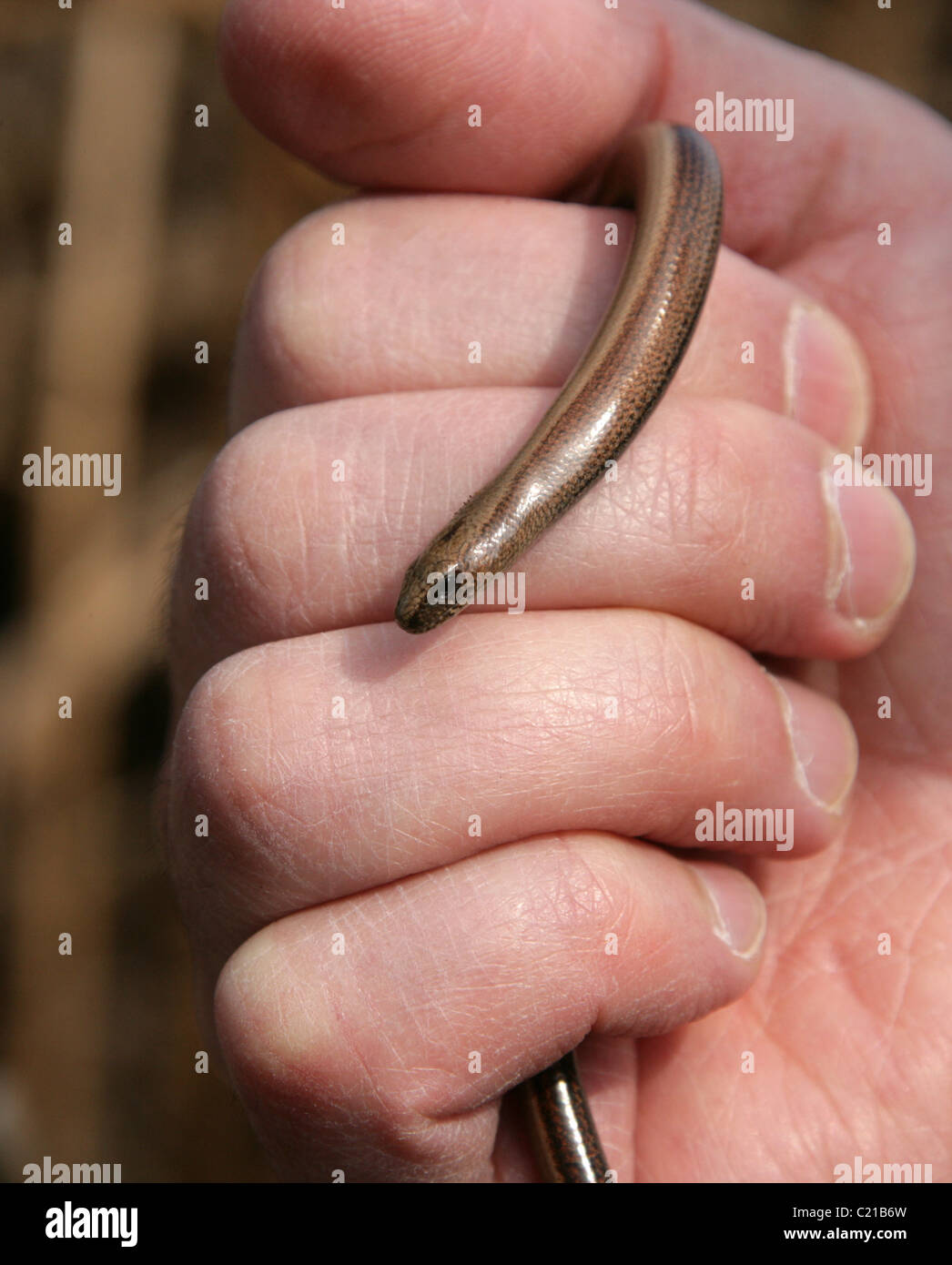 Worm Lizards High Resolution Stock Photography and Images - Alamy
