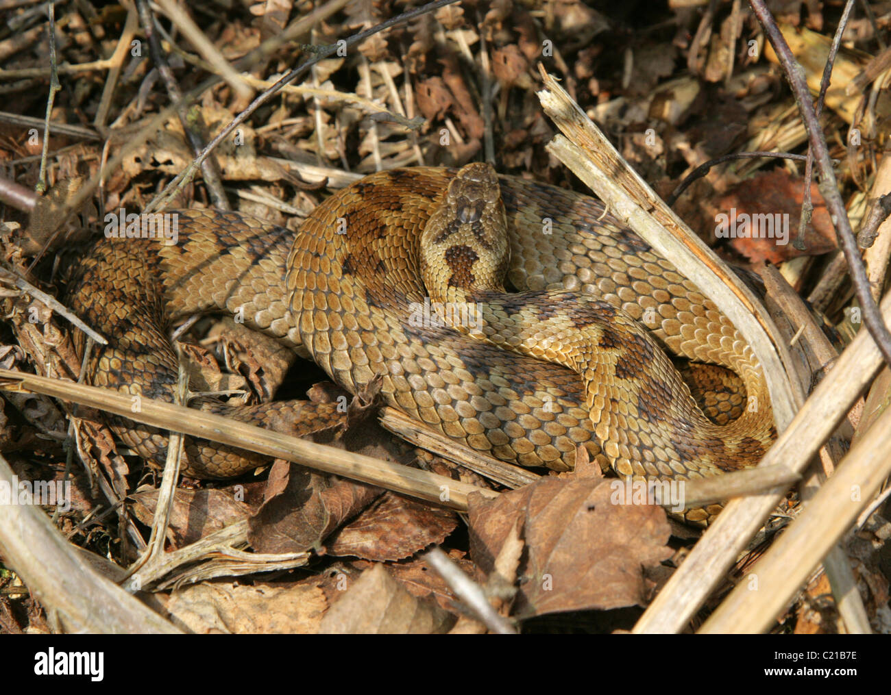 Female European Adder or Viper, Vipera berus, Viperinae, Viperidae ...