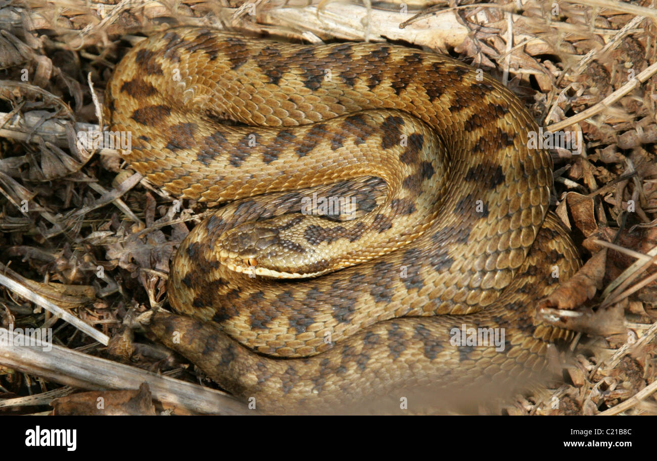 Female European Adder or Viper, Vipera berus, Viperinae, Viperidae ...