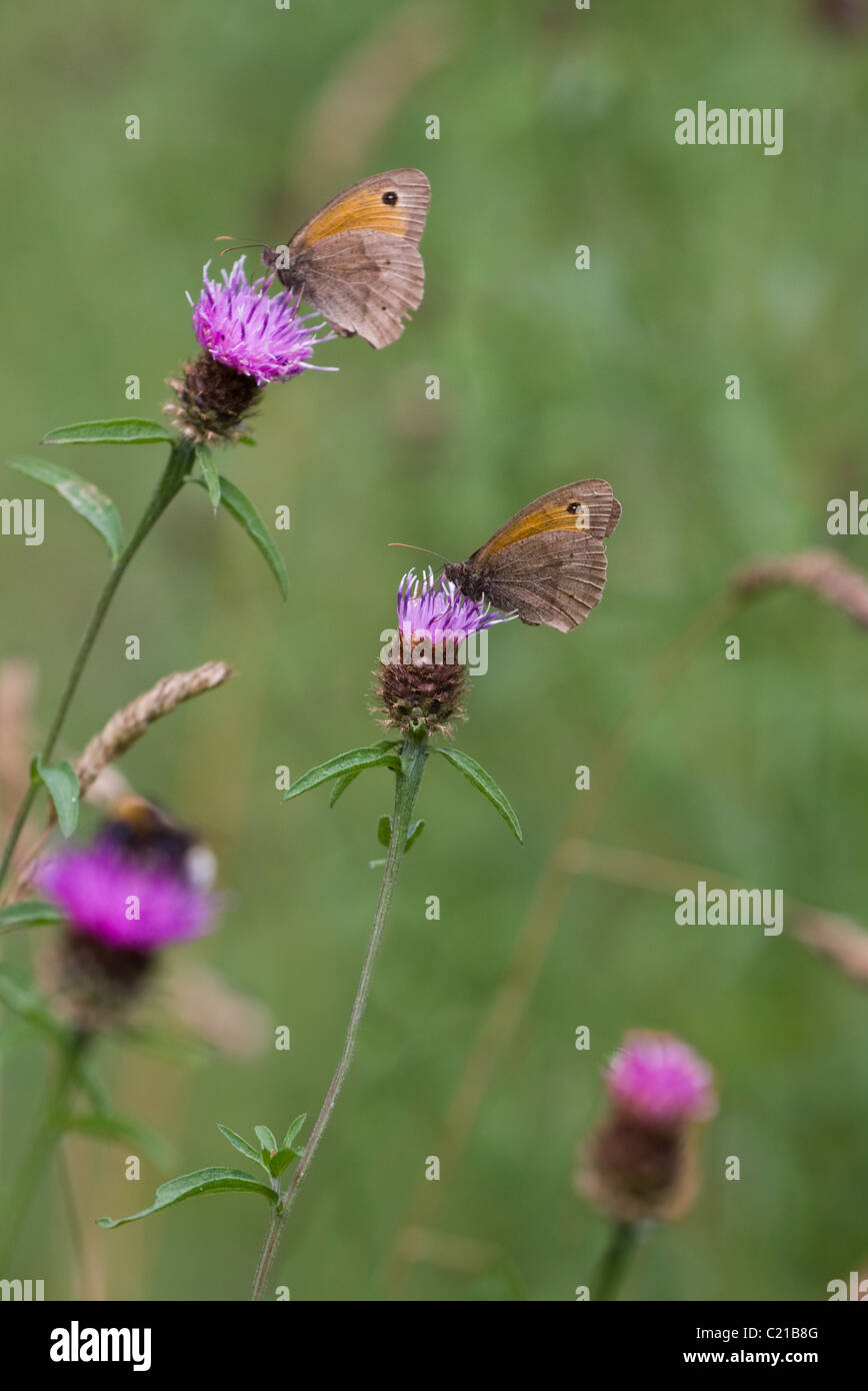 Small Heath butterflies Stock Photo - Alamy