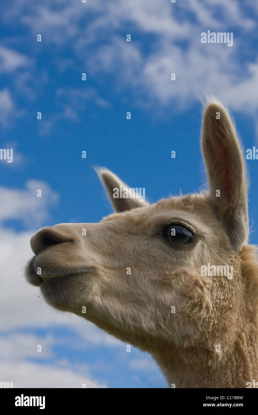 Llama head hi-res stock photography and images - Alamy