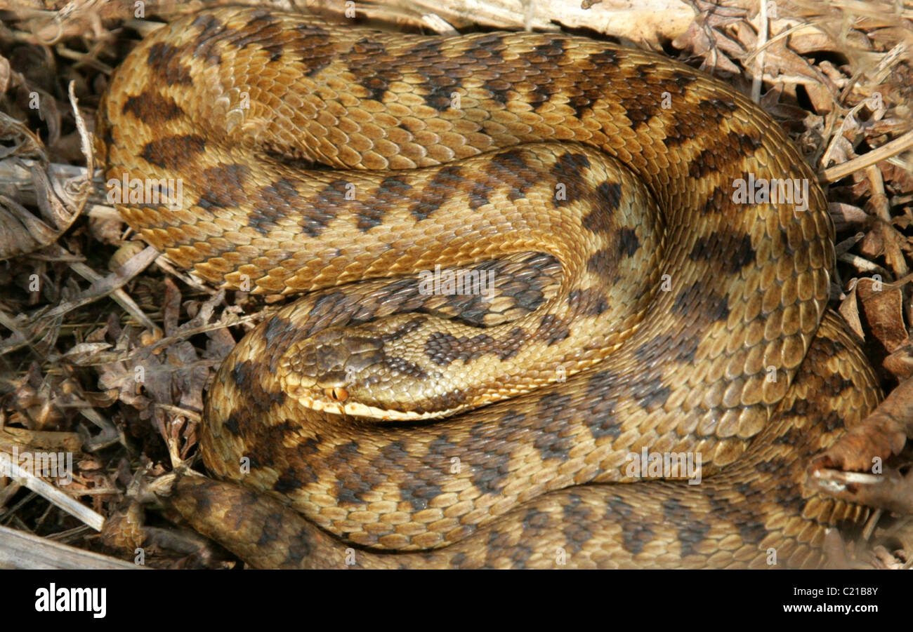 Female European Adder or Viper, Vipera berus, Viperinae, Viperidae ...