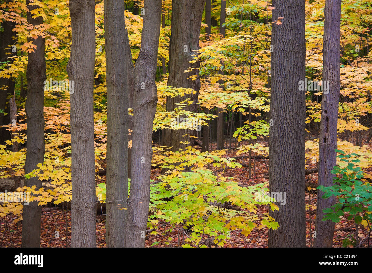 Cleveland ohio autumn colors hi-res stock photography and images - Alamy