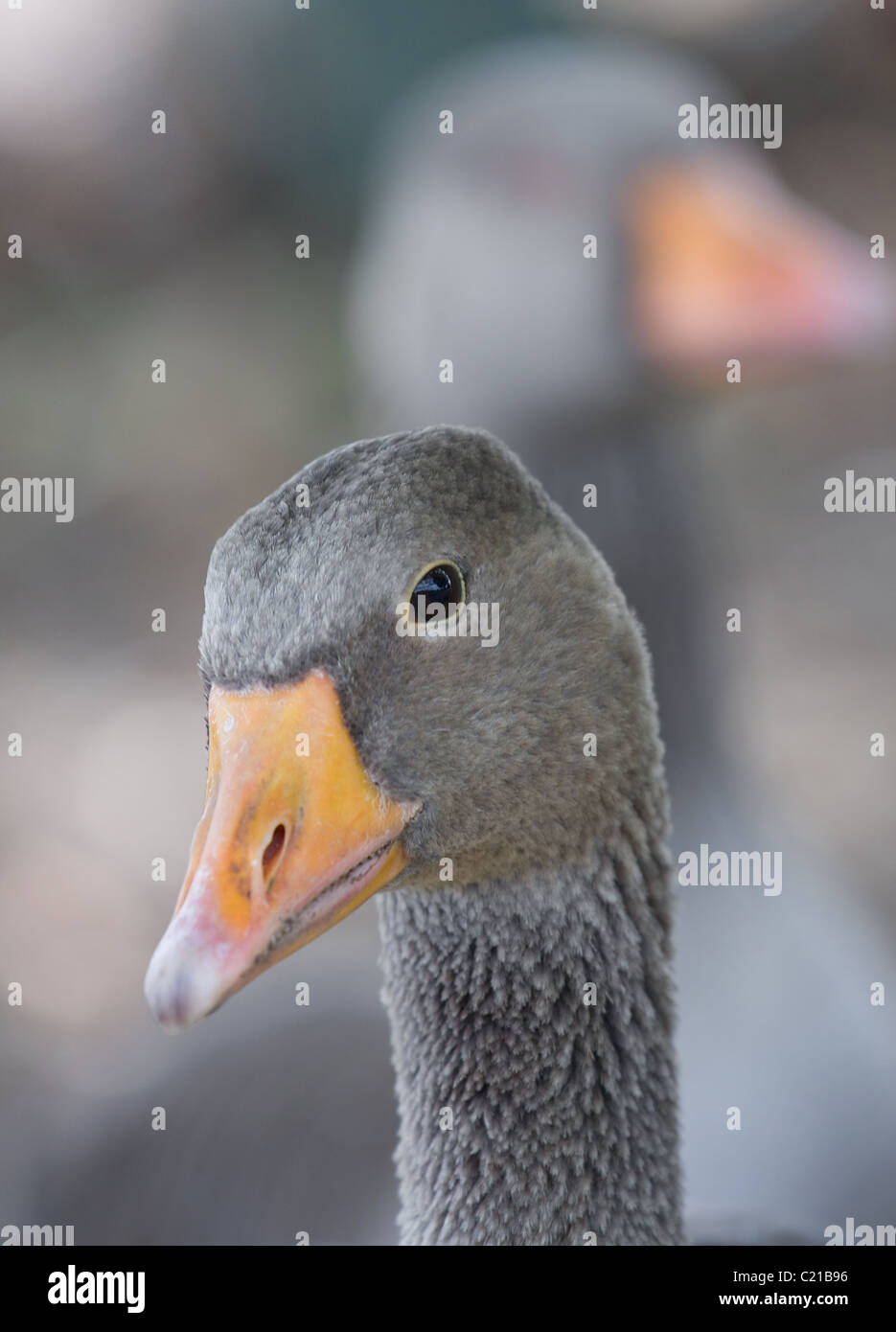 Goose head portrait hi-res stock photography and images - Alamy