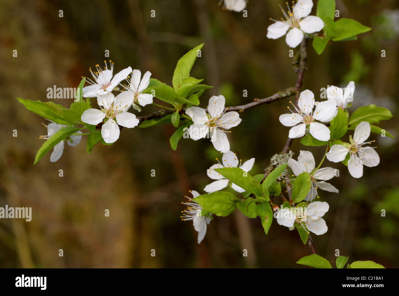 Prunus avium hi-res stock photography and images - Alamy