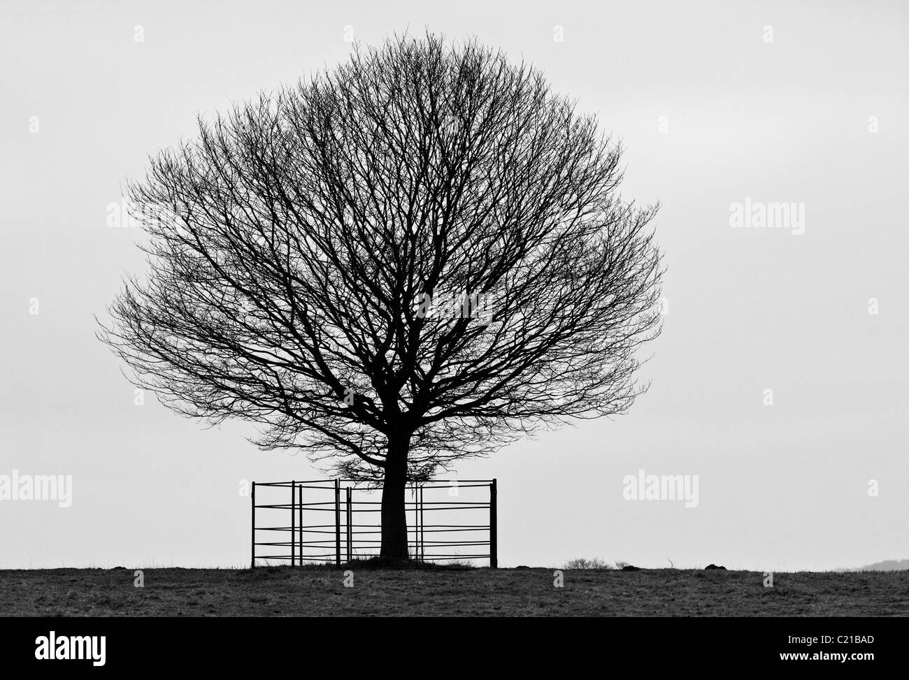 An empty tree isolated by a fence Stock Photo - Alamy