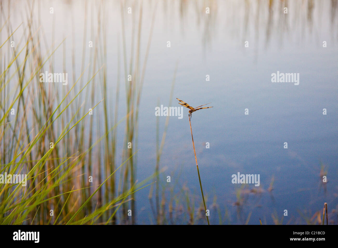 Dragon fly rests on a reed at St Marks National Wildlife Refuge ...