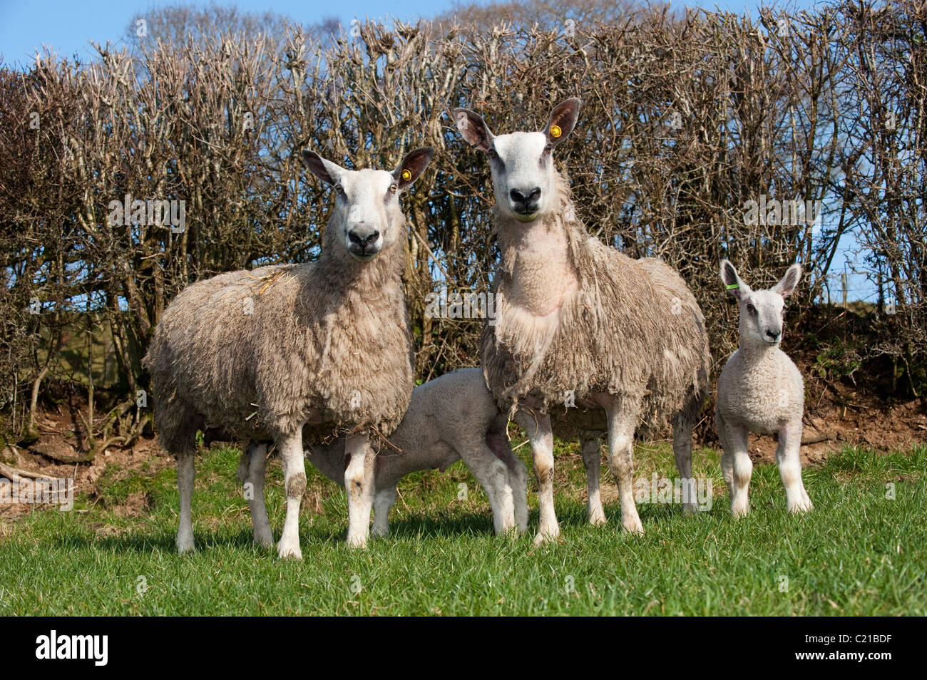 Blue Faced Leicester sheep with lambs, early spring Stock Photo - Alamy