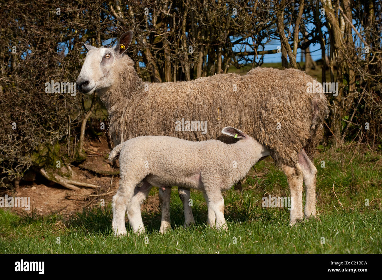 Blue Faced Leicester sheep with lambs, early spring Stock Photo - Alamy