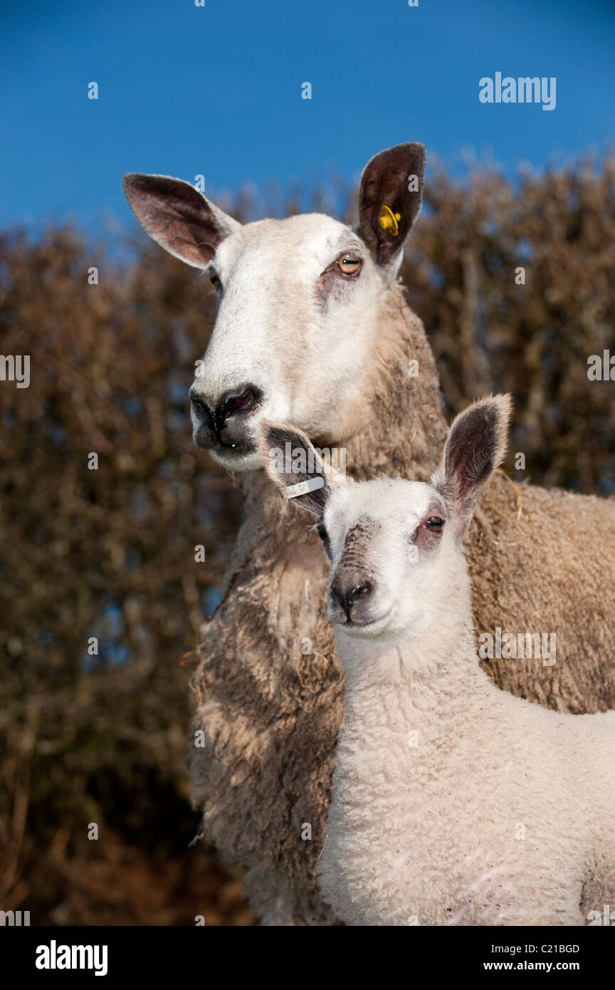 Blue Faced Leicester sheep with lambs, early spring Stock Photo - Alamy