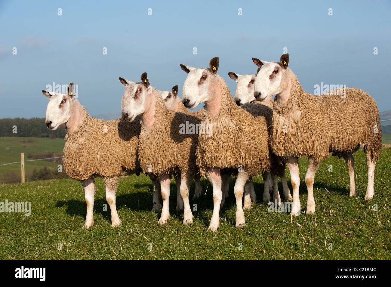 Bluefaced Leicester yearling rams in wool Stock Photo - Alamy